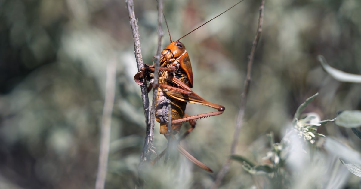 Swarms of Mormon crickets cause crashes in Nevada