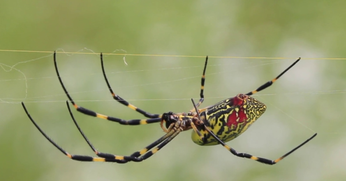 Giant venomous flying spider spreading across the East Coast