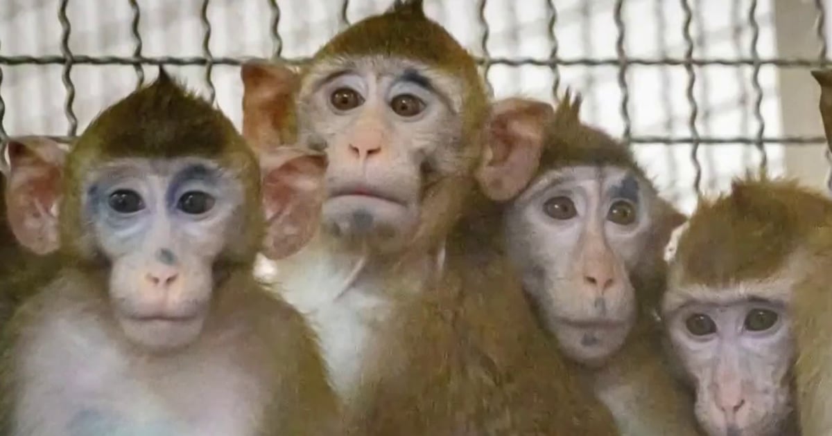 Residents in Georgia city protest plan to build monkey-breeding facility