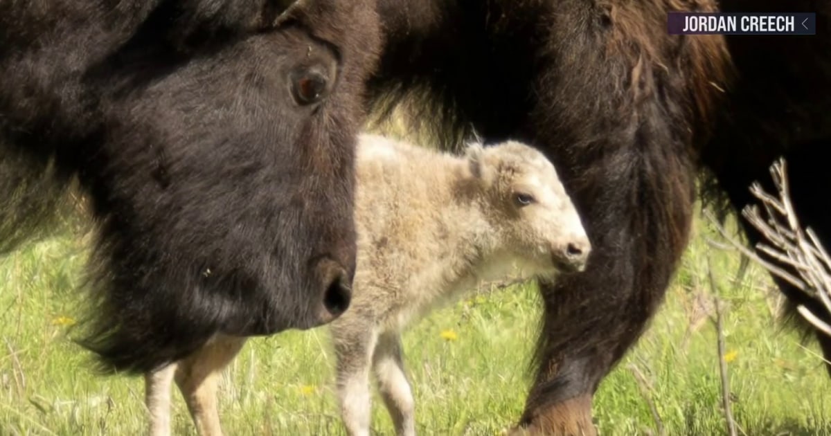 Rare birth of white bison celebrated by indigenous tribes