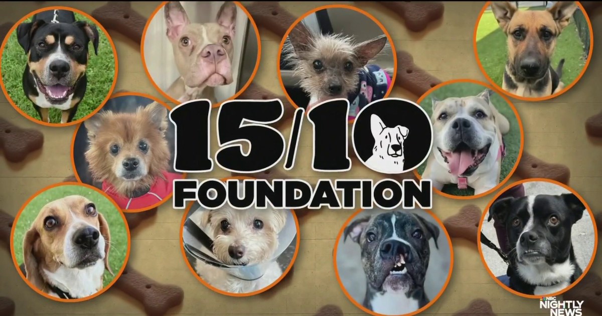 Nonprofit raises millions for dogs with special needs