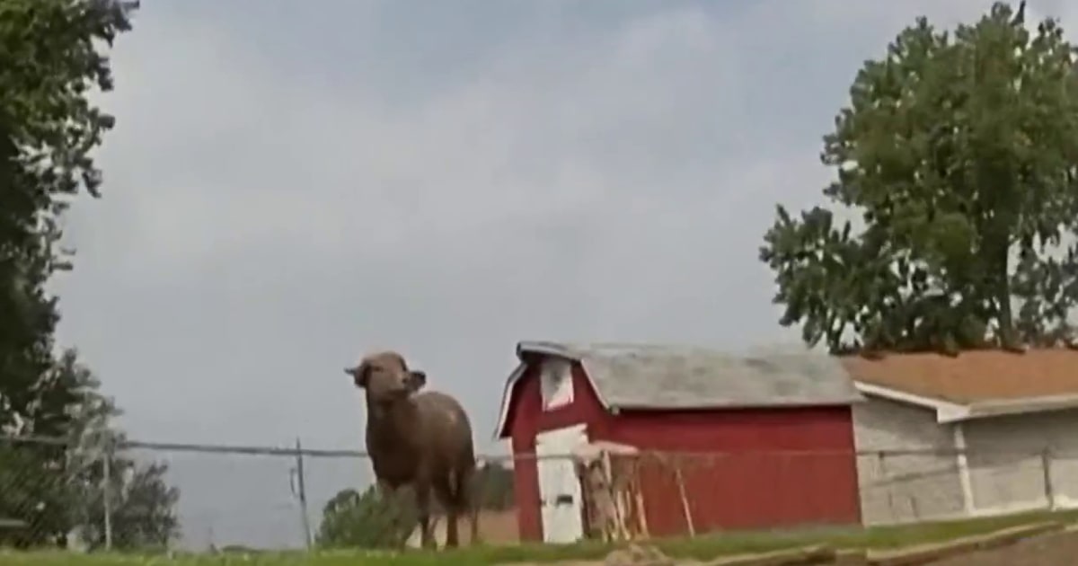'Aggressive' water buffalo found after escaping in Iowa