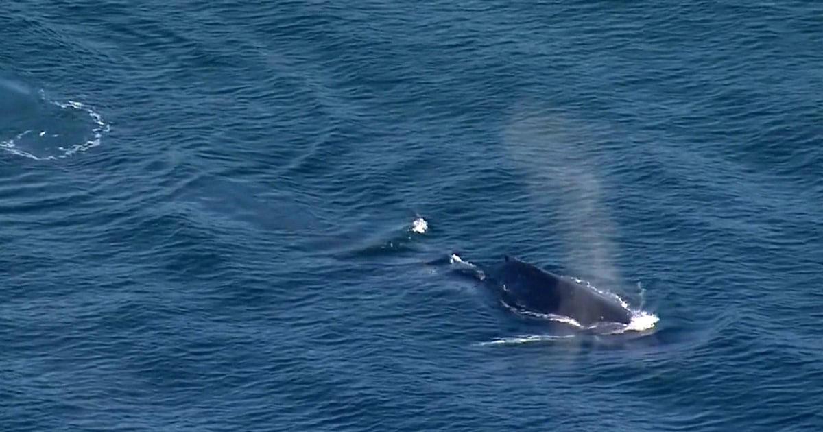 Whale freed from tangled ropes in Sydney harbor