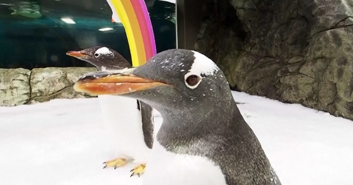 Sphen the penguin – who became a gay icon – has died