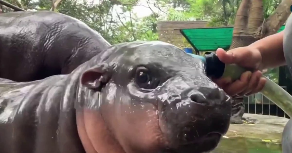 Baby Hippo named Moo becomes viral sensation