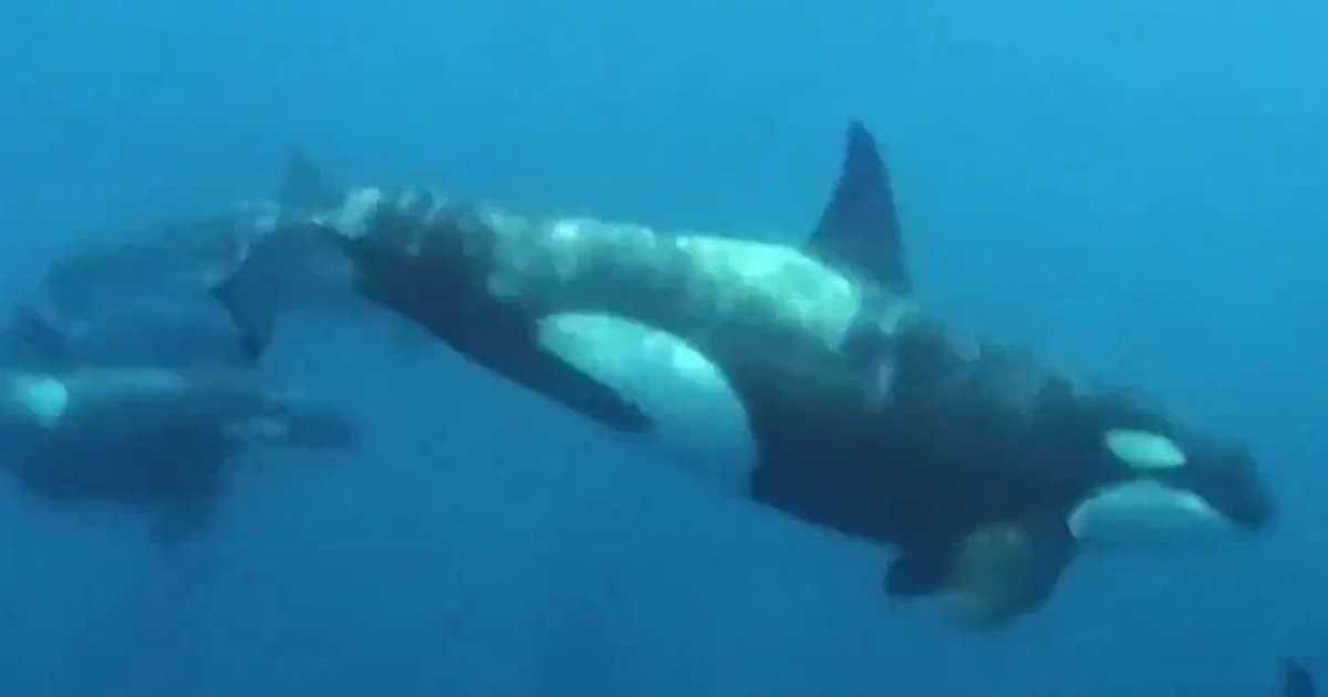Why are killer whale attacks on the rise? Scientists set sail to find out