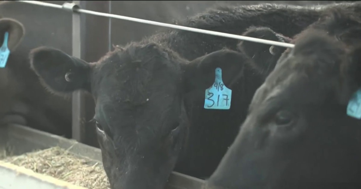 How feeding cows red seaweed can help combat climate change