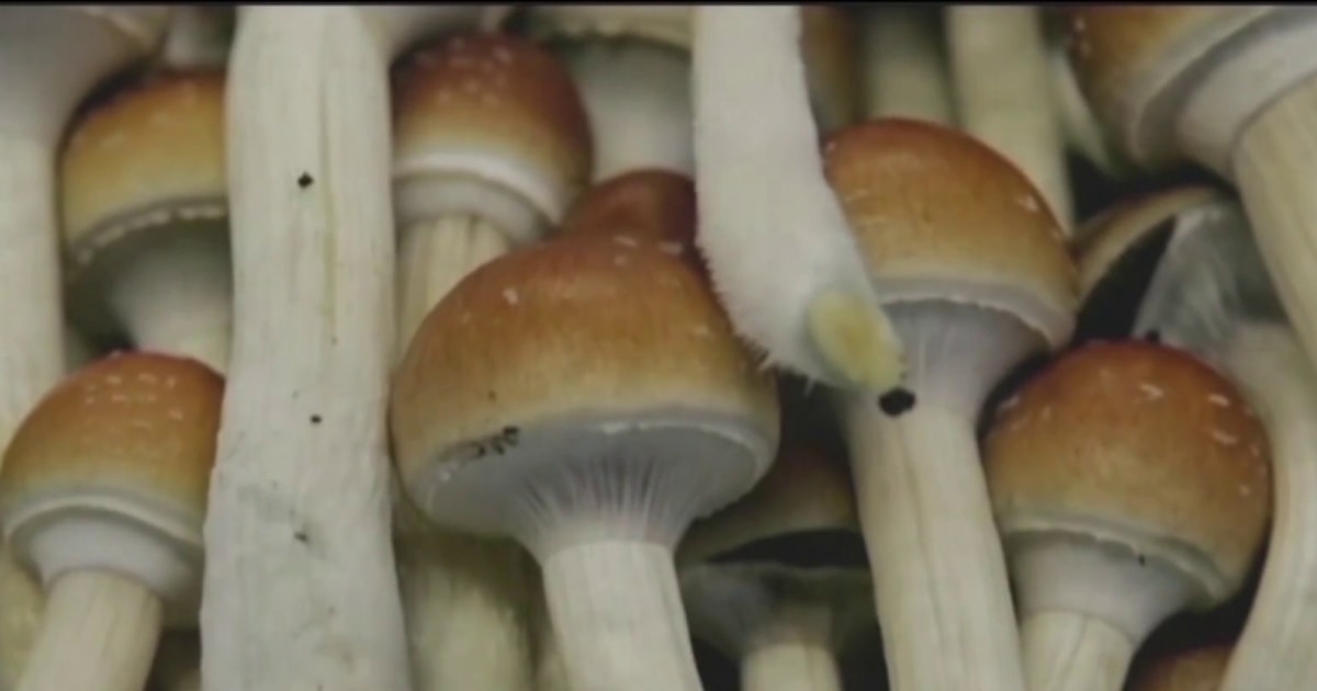 Massachusetts weighs legalizing magic mushrooms for mental health