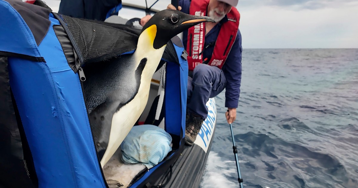 Gus the emperor penguin found in Australia returns to the wild