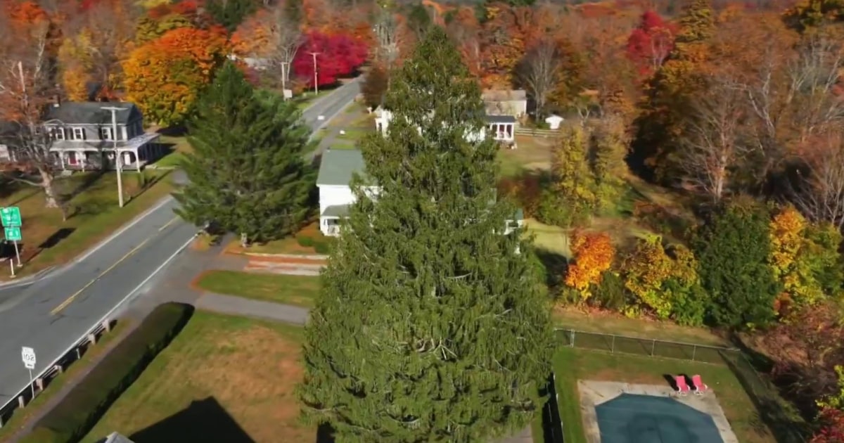 Good News: Rockefeller Center Christmas tree a tribute to woman who ...