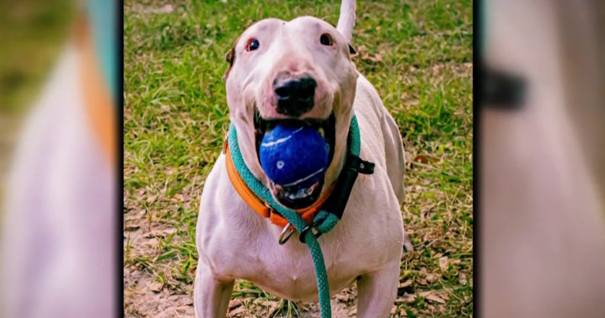 Dog abandoned before Hurricane Milton finds a home