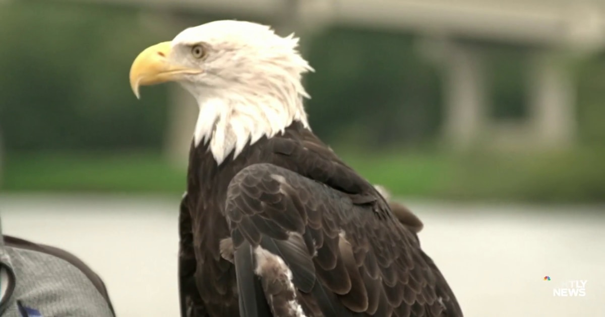 House passes bill to make the bald eagle the official U.S. bird
