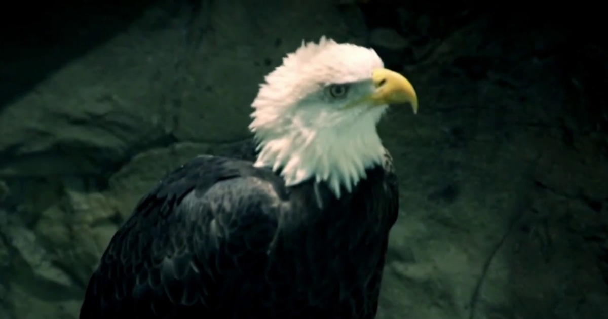 Inside the ‘incredible journey’ to make the bald eagle the official U.S ...