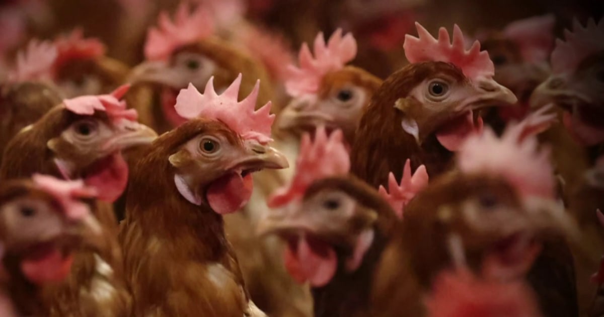 CDC urges faster testing to find human bird flu cases