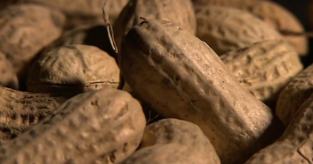 Potential new therapy for kids with mild peanut allergies
