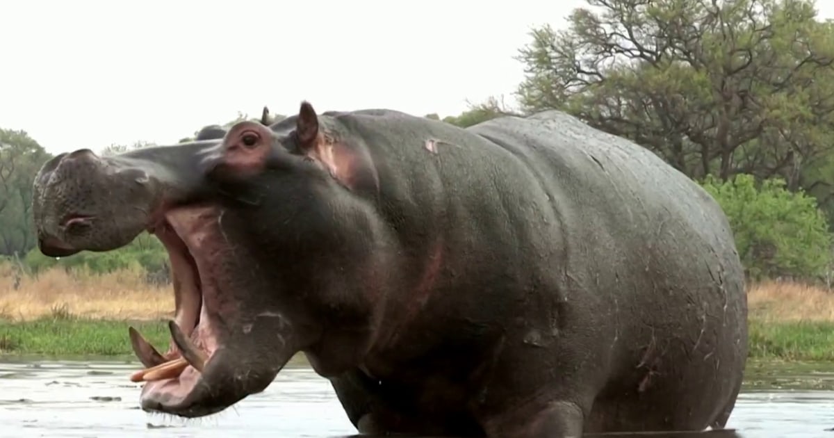 Safari company sued after hippo kills New Jersey woman