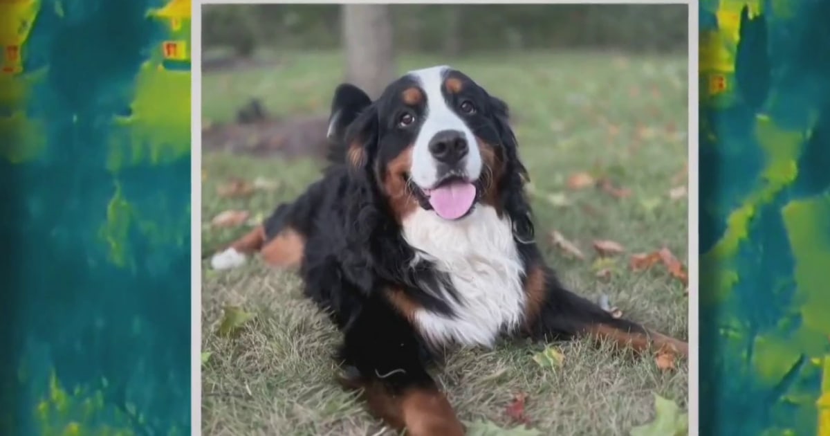 Pet owners use drones to track down lost dogs