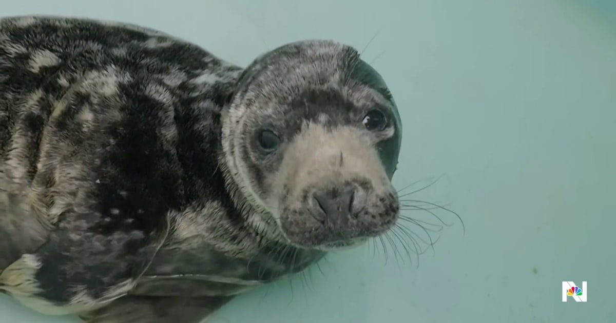 There’s Good News Tonight: Lost Seal Reunion