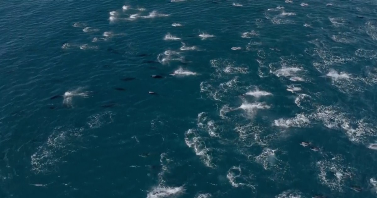 Video shows rare super pod of dolphins breaching off California coast