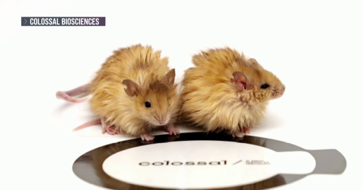 Up close with world’s first 'Woolly Mice'
