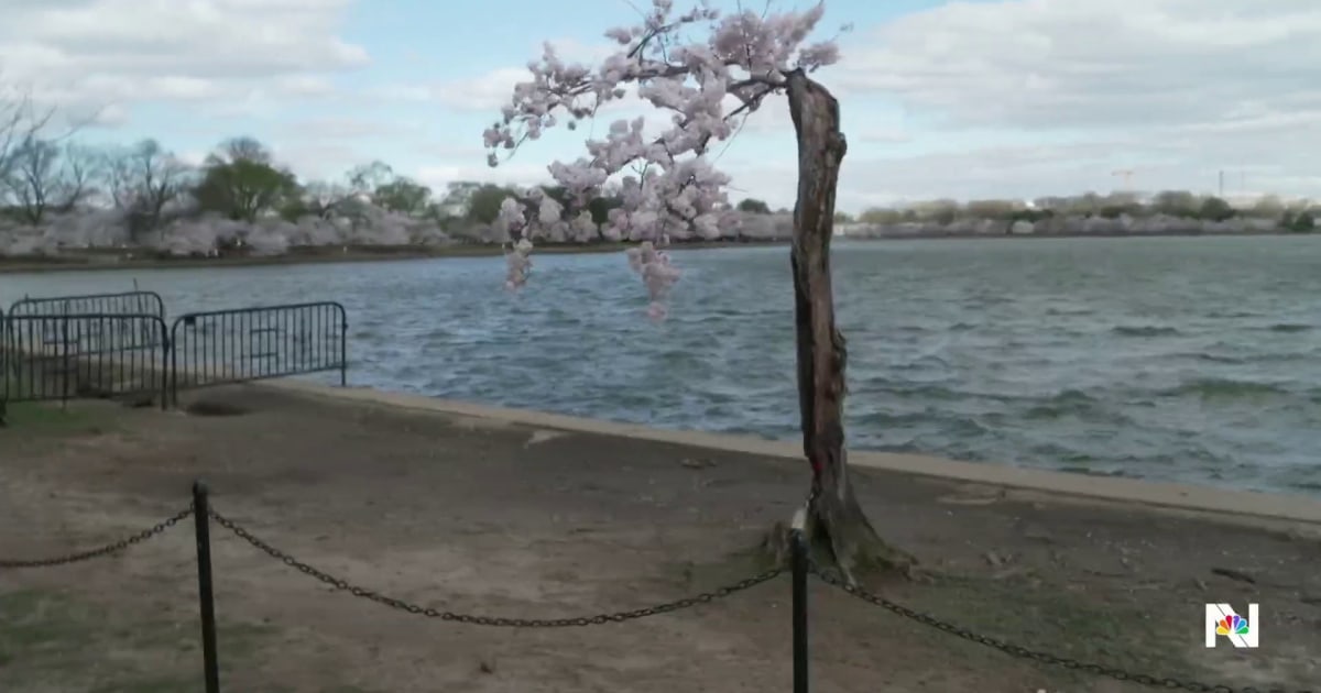 There’s Good News Tonight: Stumpy’s legacy lives on