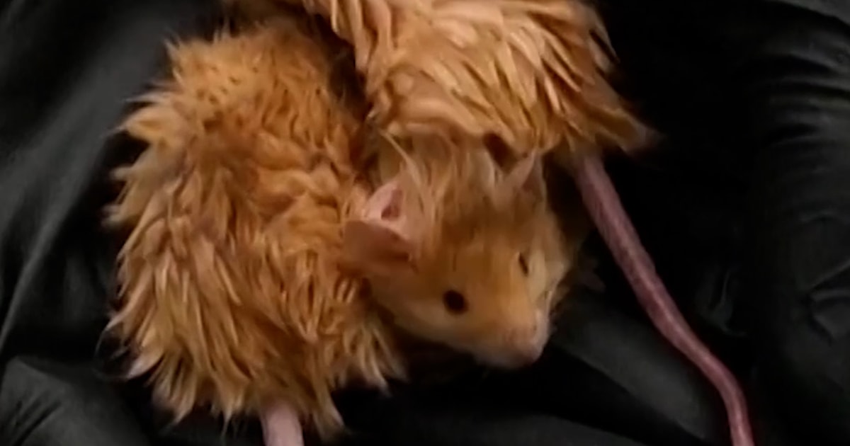 Scientists genetically engineer 'woolly mice' in quest to bring back ...