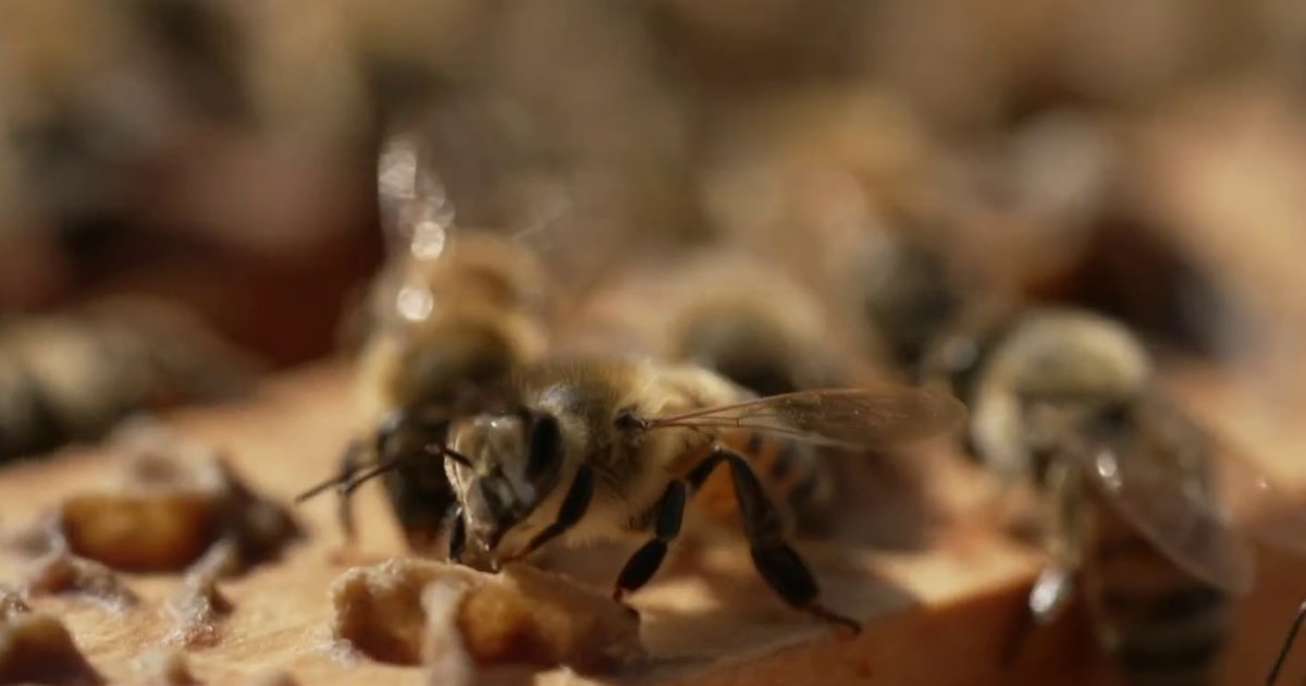 Bee Thefts on the rise amid surge in honeybee deaths