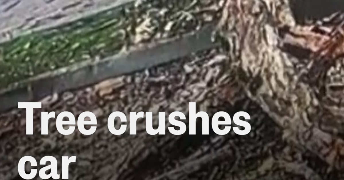 Tree falls down onto unsuspecting vehicle