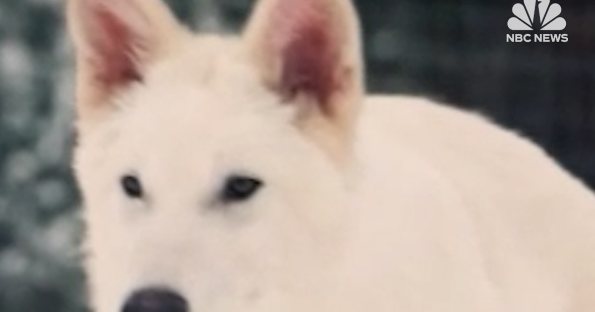 Researchers claim to revive extinct dire wolves