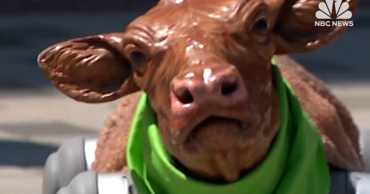 PETA creates AI-powered robot calf to protest leather