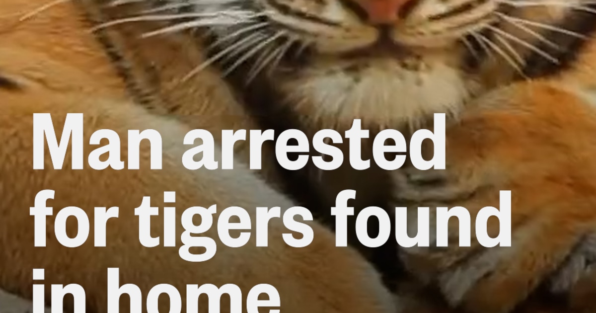 Nevada man arrested after seven tigers seized from home