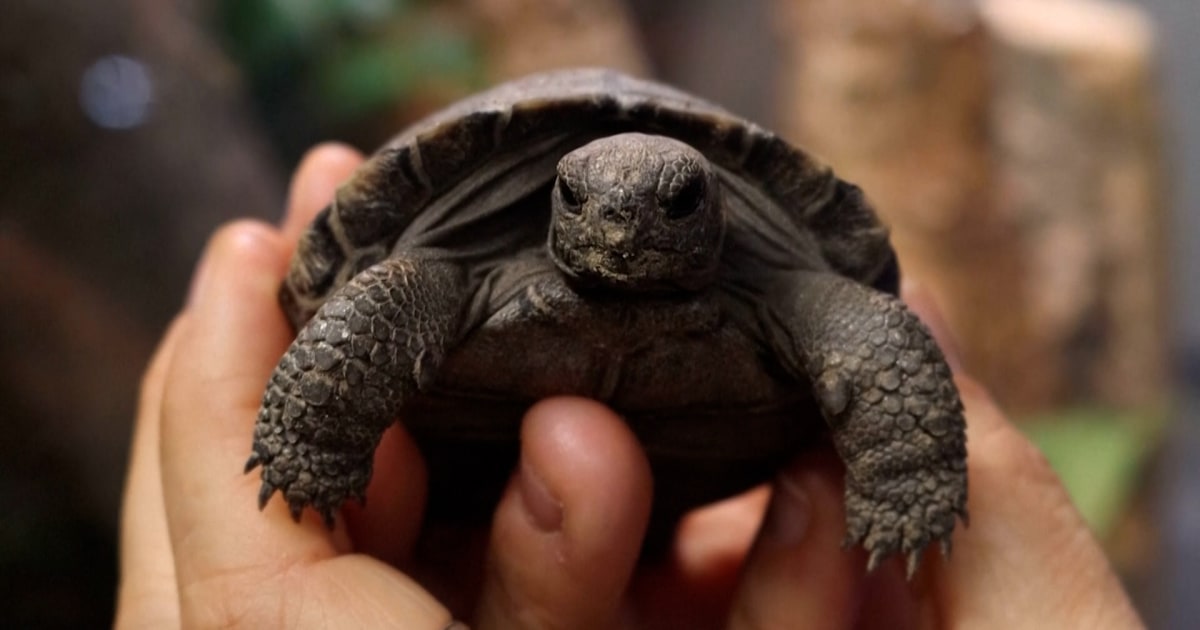 Philadelphia Zoo welcomes baby tortoises born to 100 year-old parents