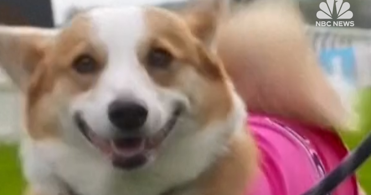 Dogs compete in Scotland’s annual Corgi Derby
