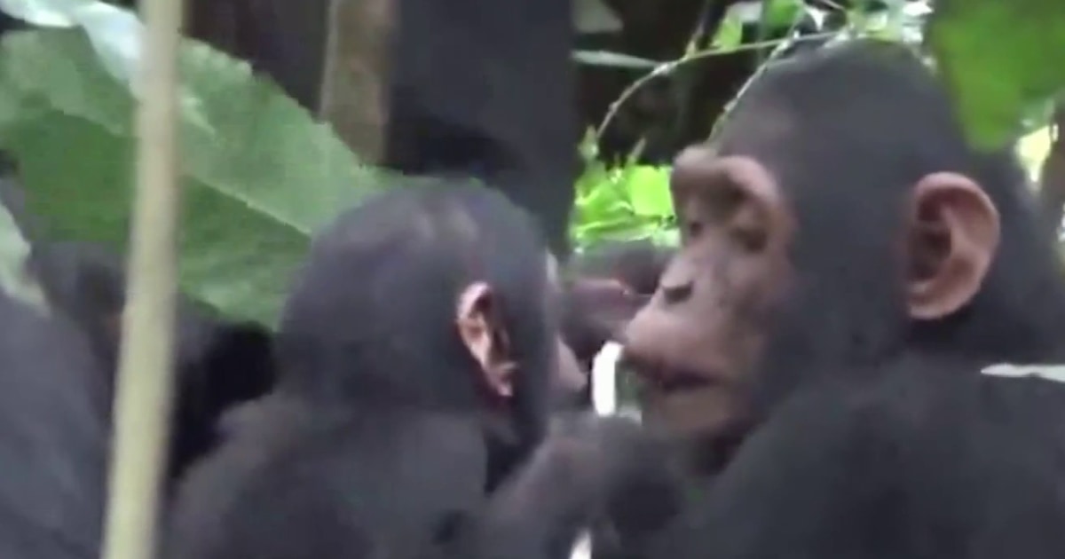 Endangered chimps filmed performing first aid on each other