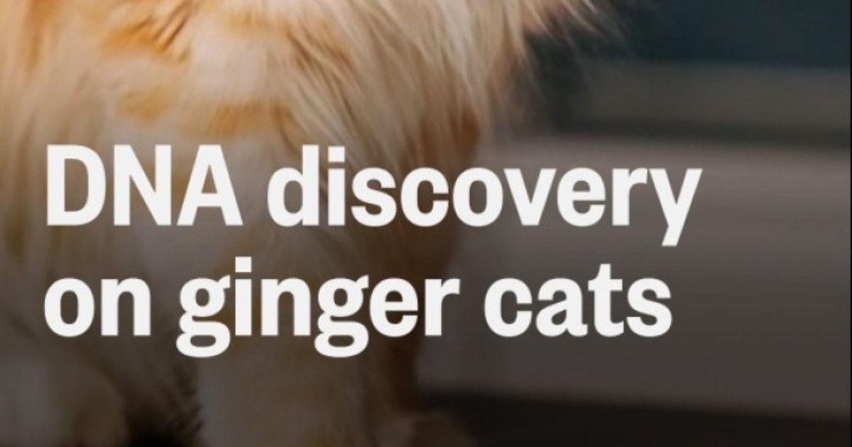 DNA discovery explains fur color of ginger cats