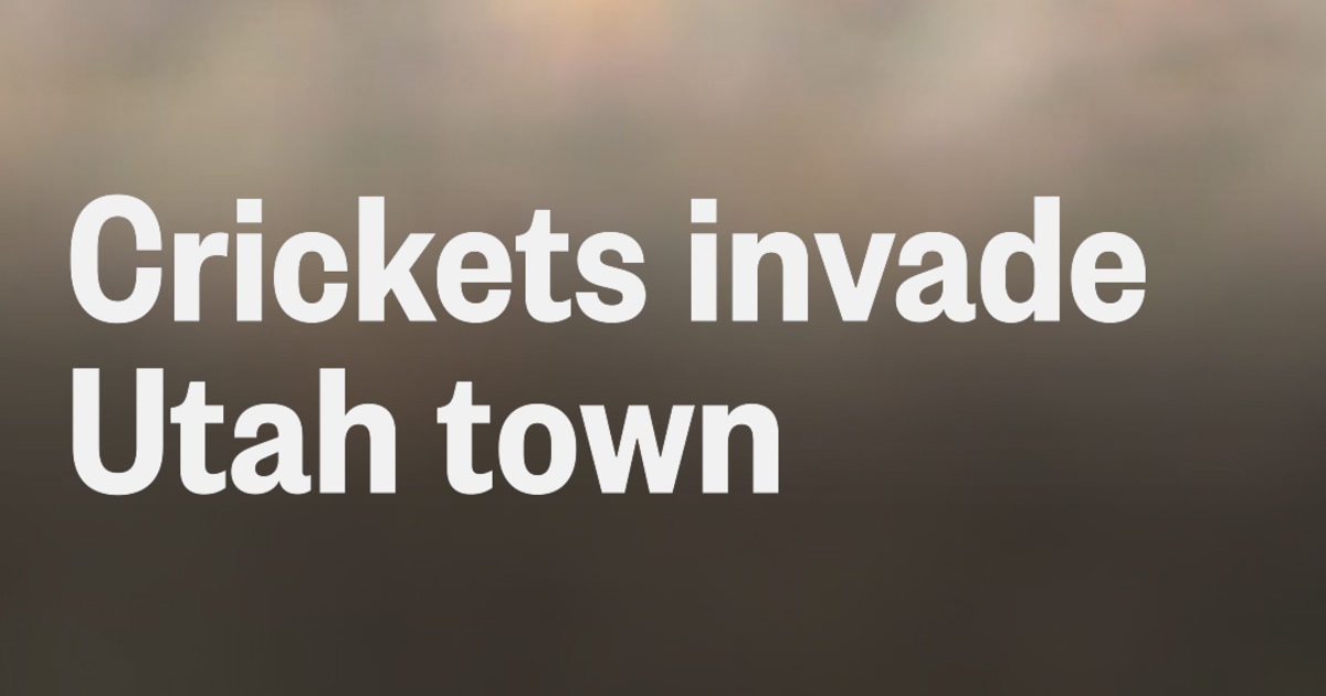 Crickets invade Utah town