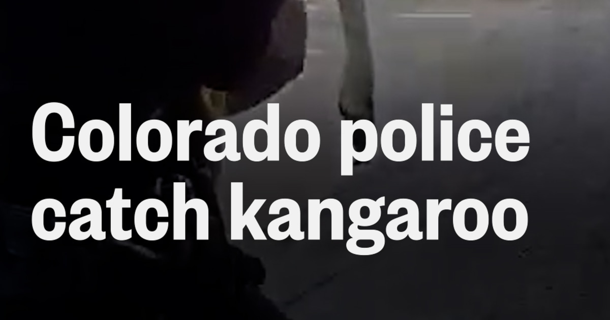 Colorado police catch kangaroo on the loose