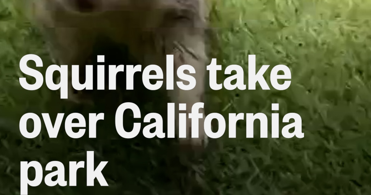 Squirrels take over Santa Monica park