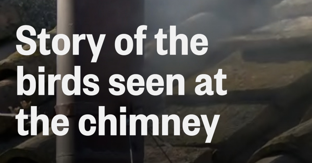 The story of the seagulls seen at the Vatican chimney