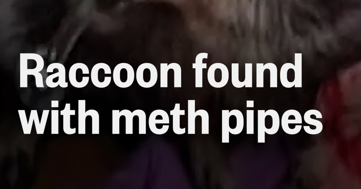 Raccoon found with meth pipes during Ohio traffic stop