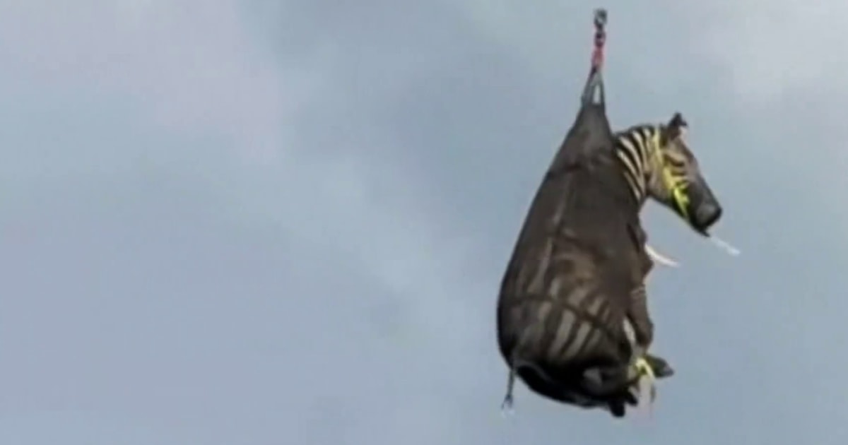 Runaway zebra airlifted to safety
