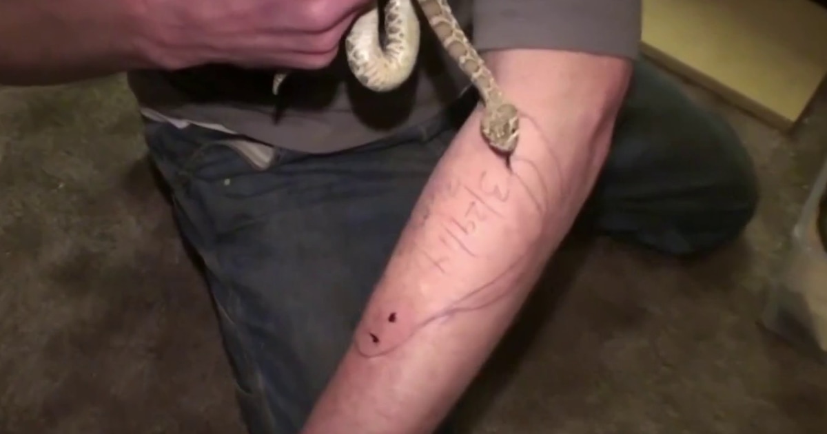 Man who let deadly snakes bite him 200+ times could be key to new antivenom