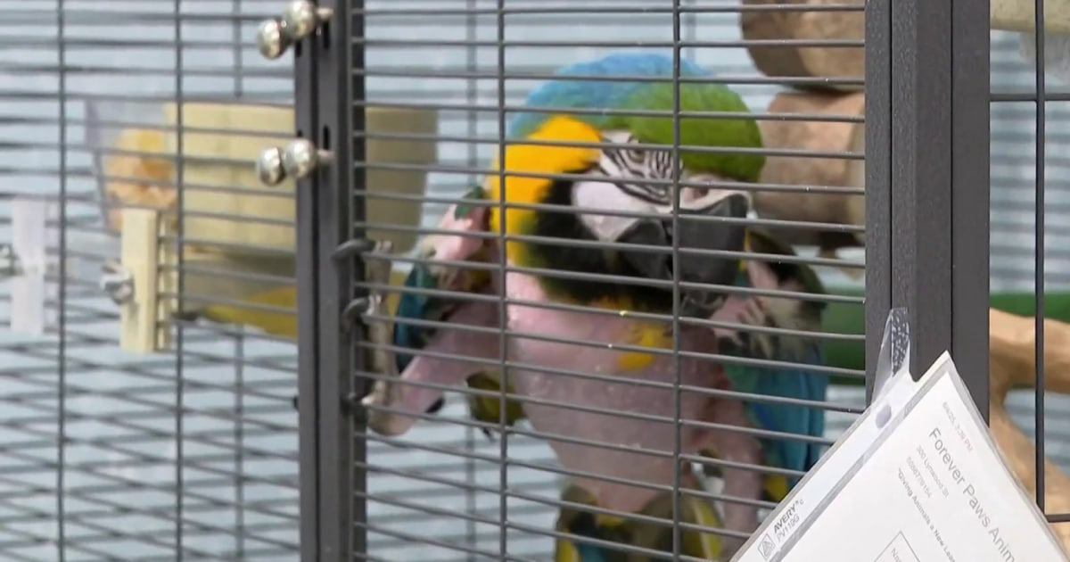 Massachusetts animal shelter's 'R-rated' parrot finds new home