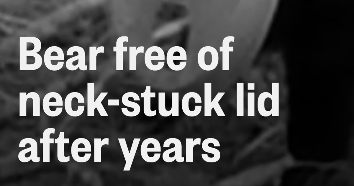 Bear free of neck-stuck lid after years