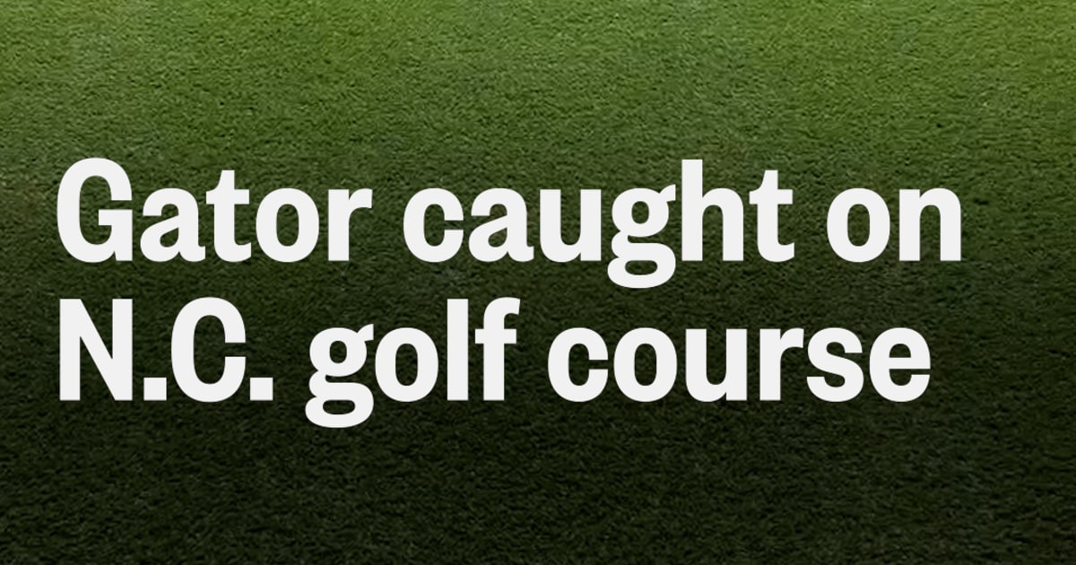 Alligator walks across golf course in North Carolina