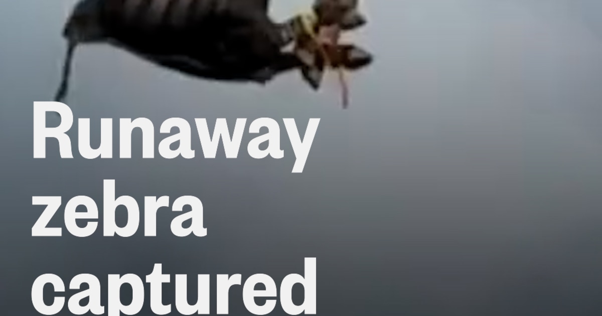 Runaway zebra captured in Tennessee