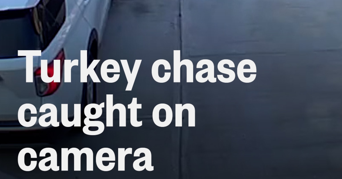 Turkey with nearby eggs chases man around driveway