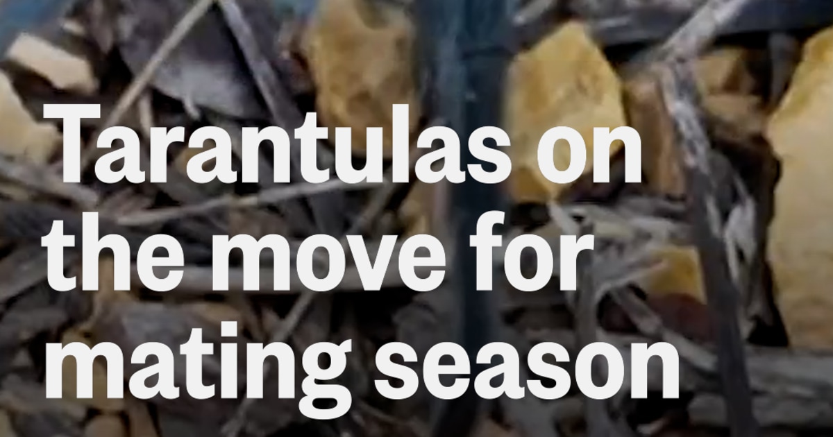 Tarantulas on the move for mating season