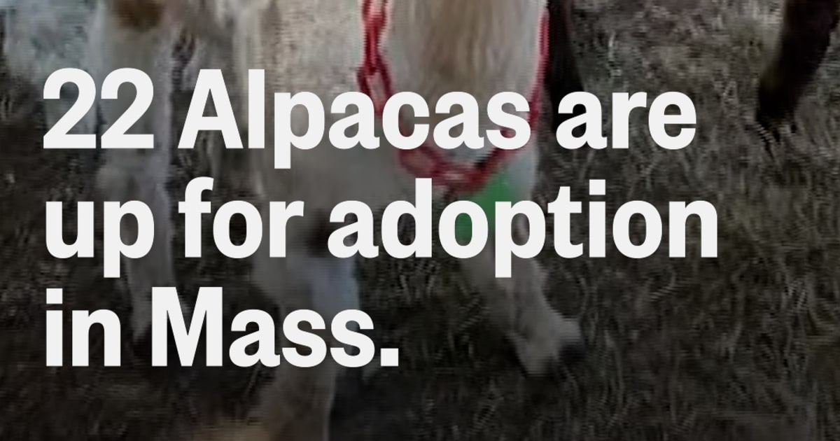22 Alpacas need new homes and are up for adoption