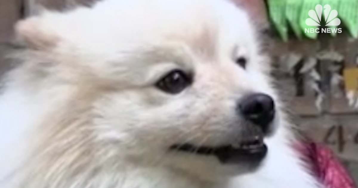 Buddy the dog saves family during Russian attack